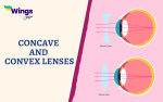 Concave and Convex Lens: Difference, Examples & More