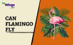 Can Flamingo Fly? Learn Amazing Facts About Flamingos | Leverage Edu