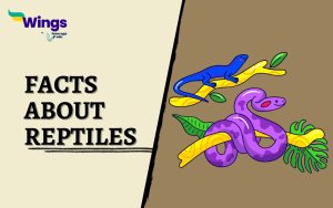17+ Fun Facts about Reptiles [with Quiz] | Leverage Edu